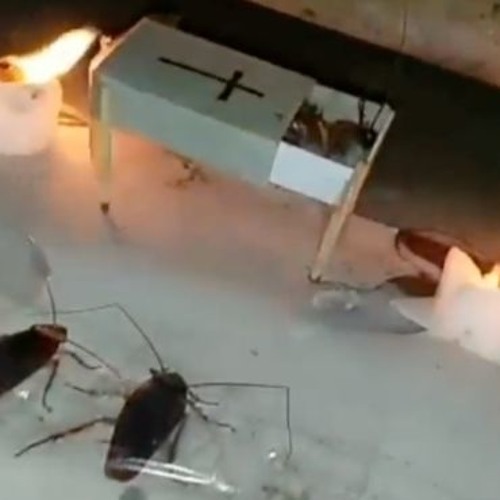 Stream cockroach calisthenics by yung schmitty | Listen online for free ...