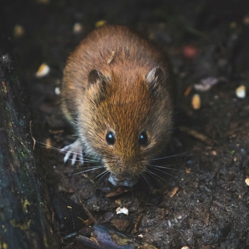 Stream The Escaped Mouse at the Mill Dinner by Culture Vannin | Listen ...