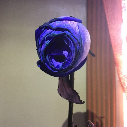 Stream Papuring Awit - Papuri Singers [Instrumental] by Hazel Lee ...