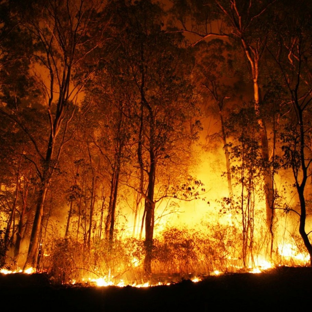 Stream Fire in the Jungle - Battle DnB Theme by Anthony Lowski | Listen ...