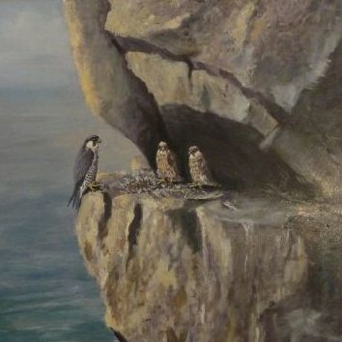 Stream episode Richard Treleaven - Peregrine Falcons in Cornwall by ...