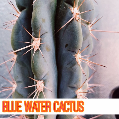 Stream Summer Triangle by Blue Water Cactus | Listen online for free on ...