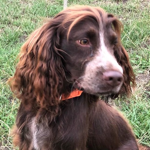 Stream FOGGY THE BED BUG HUNTER by Adam King Singer / Writer / VO and ...