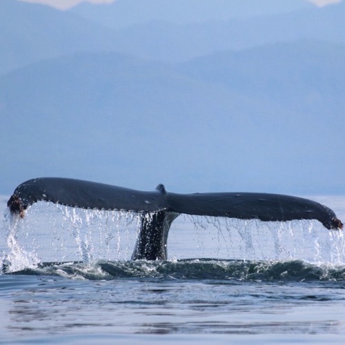 Stream episode Humpback Whale Call by The Scientist podcast | Listen ...
