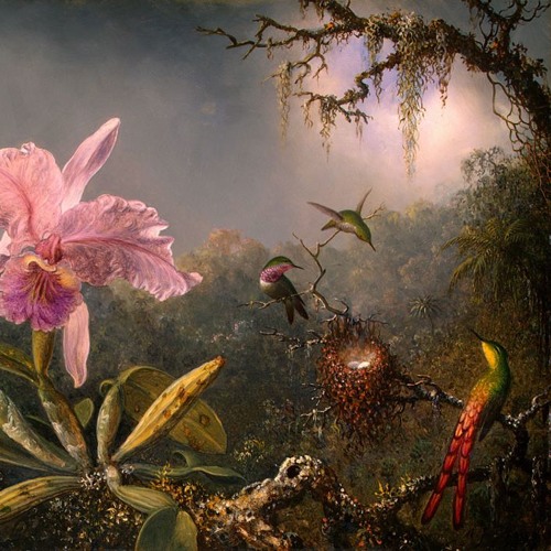 Stream Colibrí by Evan Gunderson | Listen online for free on SoundCloud