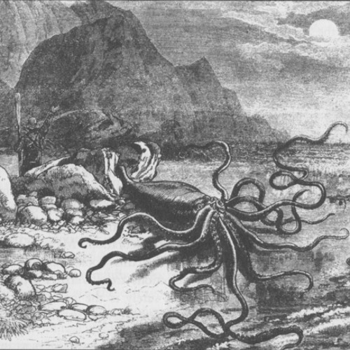 Stream episode 14: NewfoundPod Episode 14 - The Giant Squid of ...