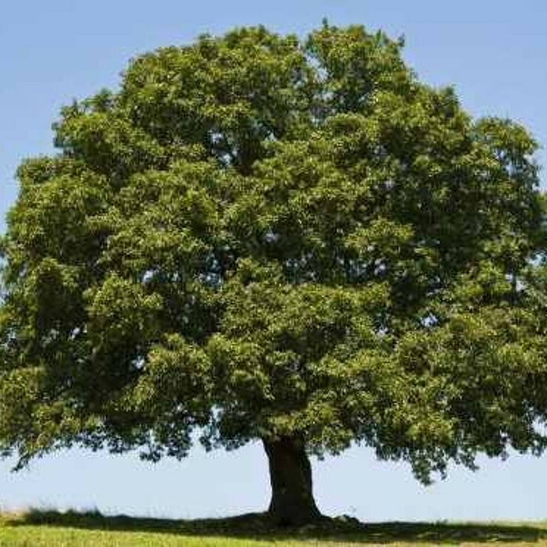 Stream The Mighty Oak Tree by Laura Speaks | Listen online for free on ...