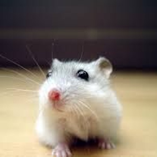 Stream 🐹A Tribute To Snowflake (My Hamster) by walter (not cookie the ...