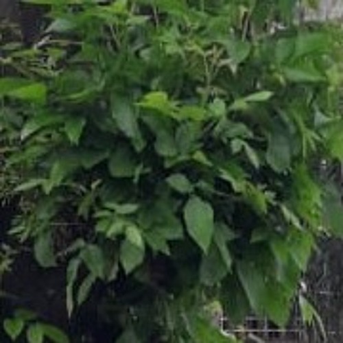 Stream Homero simpson - Que todo es basofia by Lautaro Beriani | Listen ...