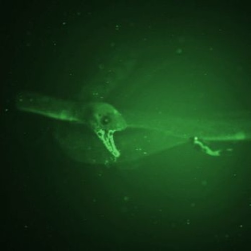 Stream Anantashesha by Awesome Ochinchins | Listen online for free on ...