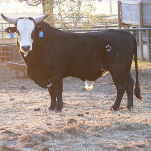 Stream Conjunto Bravo De Marcelo Vega - El Toro Pinto Huapango.mp3 by ...