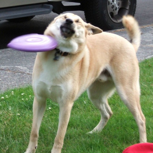 Stream Shiny Gold Circles by Ryan Gorham | Listen online for free on ...