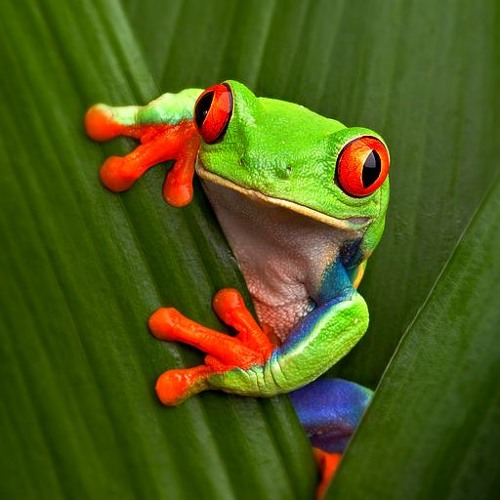 Stream Frog Soldier by SxAxFx (Subaquatic Alien Frog) | Listen online ...