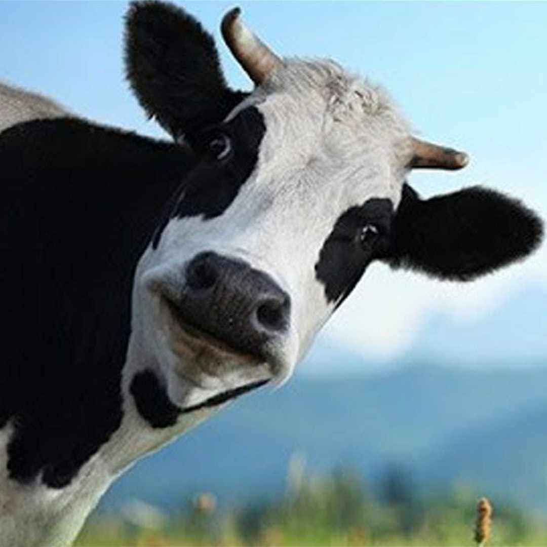 Stream Sfx Factory | Listen to Cow sound effects free | Cow moo sound ...