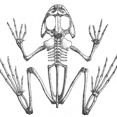 Stream Daniel Corral | Listen to Spinal Frog playlist online for free ...