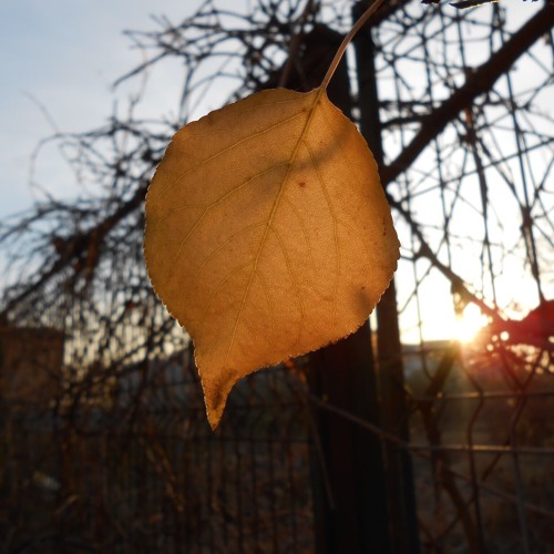 Stream pinegrove - need 2 by Alex Minovici | Listen online for free on ...