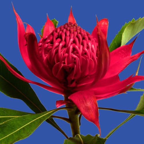 Stream LOVE - DEVOTION by Duane Morrison | Listen online for free on ...