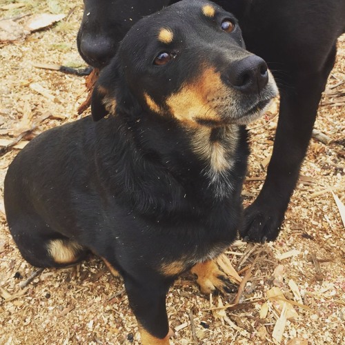 Stream All My Dogz Go To Heaven by ROM3 | Listen online for free on ...