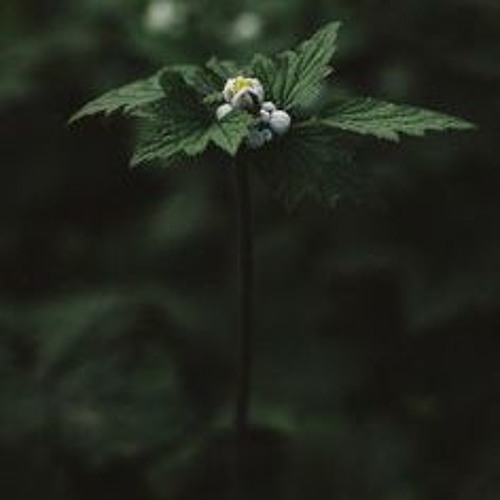 Stream Gold N Green by Broken XLRs | Listen online for free on SoundCloud