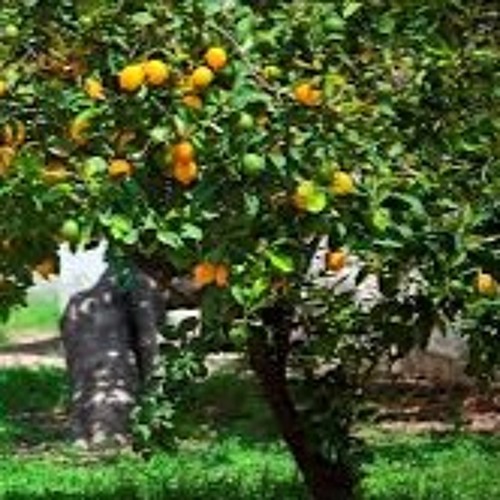 Stream Fools Garden - Lemon Tree (Falk Korsawi Dark Tech Mix) by Falk ...