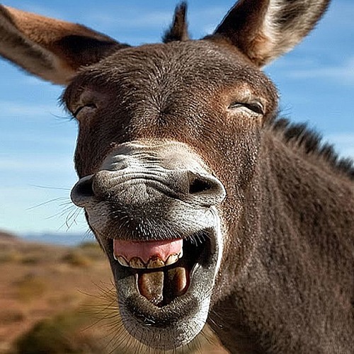 Stream PANDU by BAAJEWALA | Listen online for free on SoundCloud