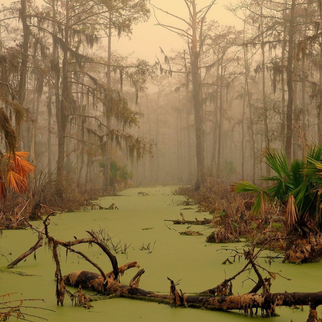 Stream Diggin' In The Swamps by DJs Kohl & Ben | Listen online for free on SoundCloud