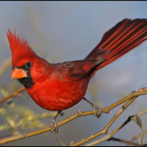 Northern Cardinal Song