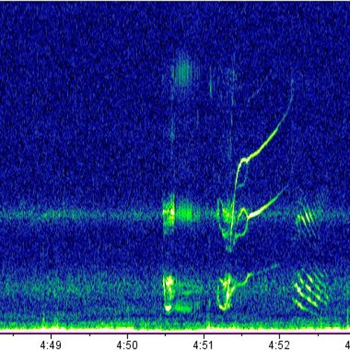 Stream episode Groups of Pilot Whales Have Their Own Dialects by WHOI ...