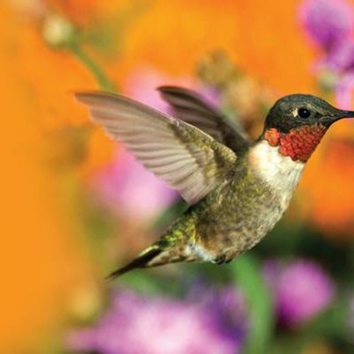 Stream Hummingbird by Adriel Camacho | Listen online for free on SoundCloud