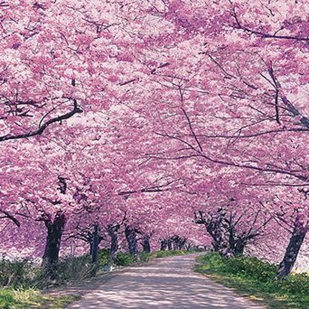 Stream Sparta Sakura Base [collab] by XC | Listen online for free on ...