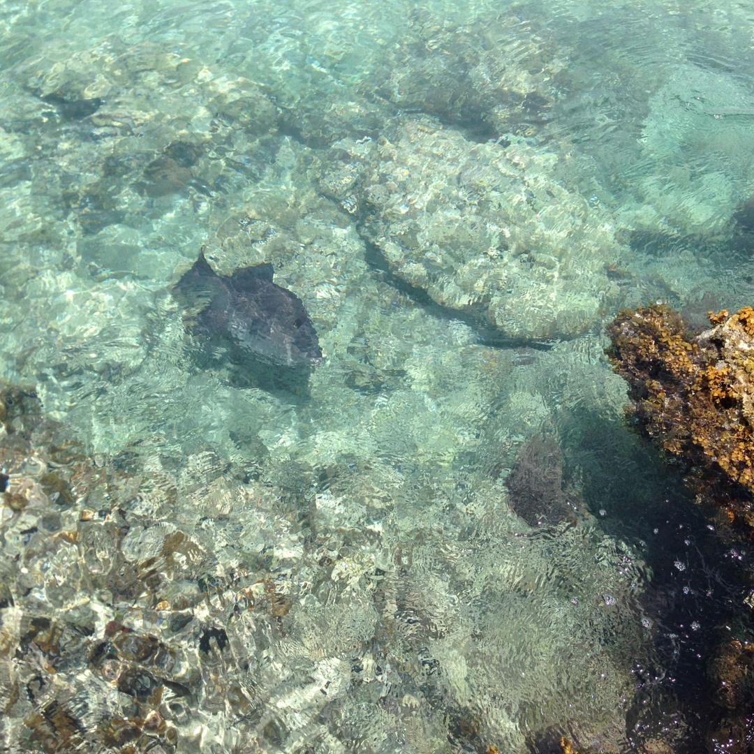 Stream Laura Finlayson Chasing Pigs And Horses by Hiio Kirby | Listen ...