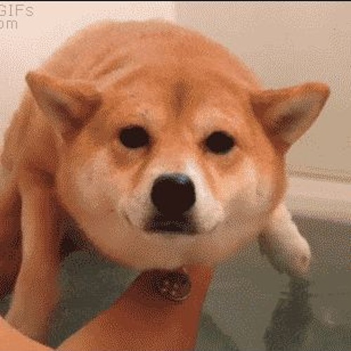Stream king doge | Listen to memes playlist online for free on SoundCloud