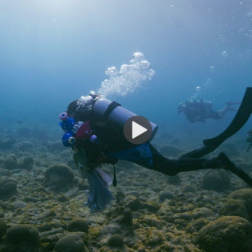 Stream Spawning an Intervention: How to Raise Baby Corals by ...