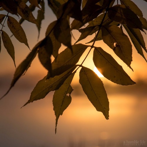 Stream Turning A New Leaf Flip by Syncopated Symbiote | Listen online ...