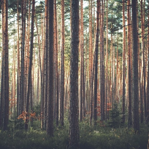 Stream episode Let’s plant a trillion trees by Talks at Innovators ... Stream episode Let’s plant a trillion trees by Talks at Innovators ...