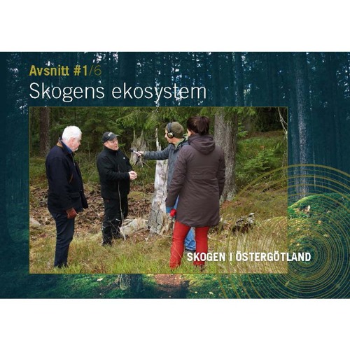 Stream Skogens ekosystem by Länsstyrelsen Östergötland | Listen online ...