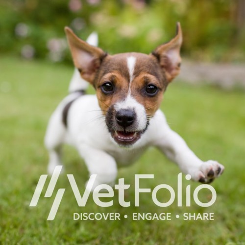 Stream MiconaHex + Triz and Triz Chlor 4 Mousse by VetFolio | Listen ...