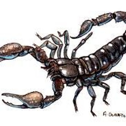 Stream House of the Scorpion Project(for school) by Lil Canadian ...