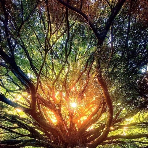 Psychedelic Tree Roots