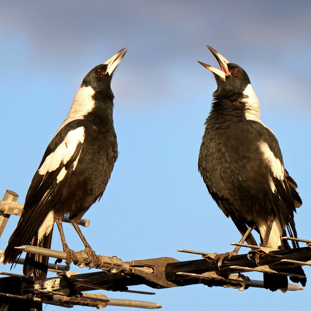 Stream The Magpie Whisperer | Listen to Australian Magpies playlist ...