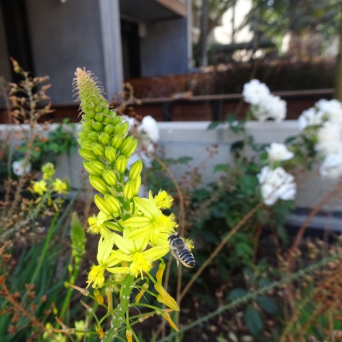 Stream Waltz FlowerS by RVL | Listen online for free on SoundCloud Stream Waltz FlowerS by RVL | Listen online for free on SoundCloud