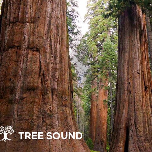 Stream The Sound of Tree by Stemoscope | Listen online for free on ...