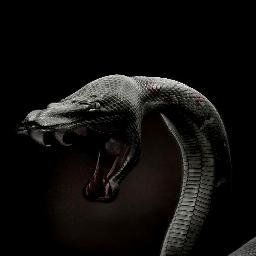 Black Anaconda Snake
