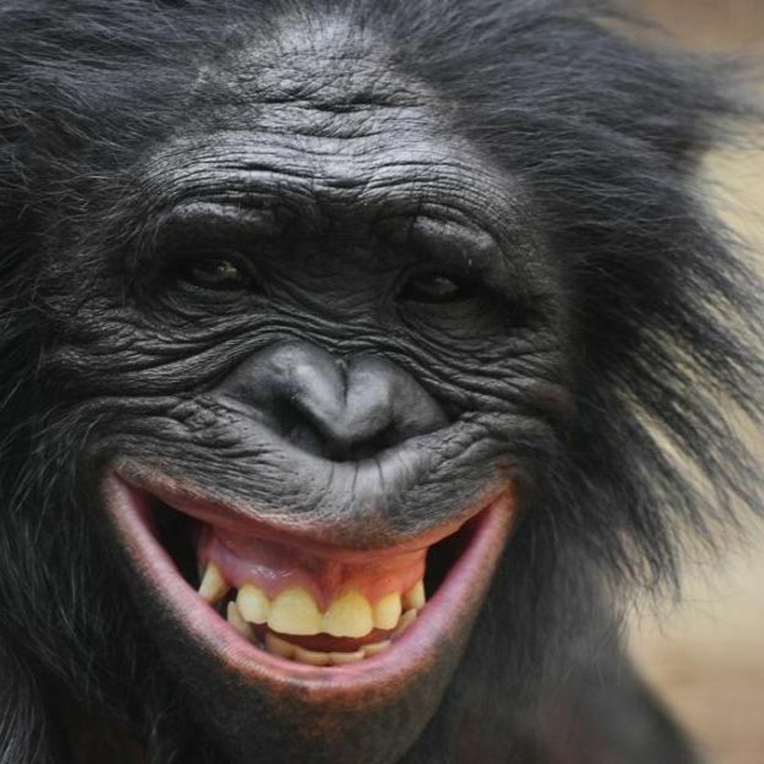 Stream Slowly, Slowly Catchy Monkey by Ananda | Listen online for free ...