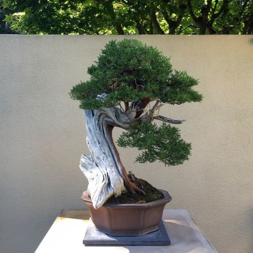 American Bonsai