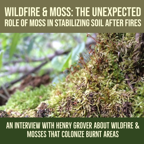 Stream episode Wildfire and moss: the unexpected role of moss in ...