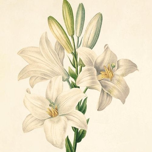 Stream Consider the Lilies (cover) 2019 by Mabel Wheeler | Listen ...