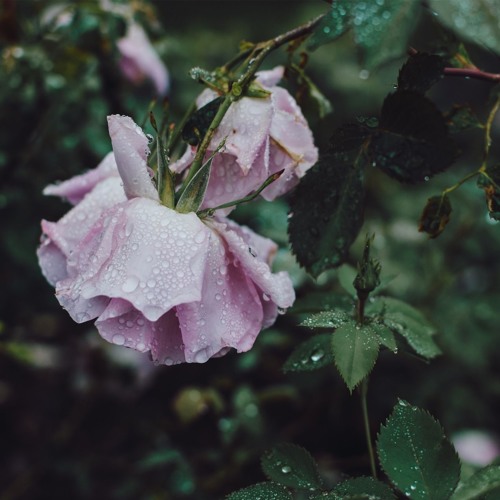 Stream VerilogMusic | Listen to May Rain playlist online for free on ...