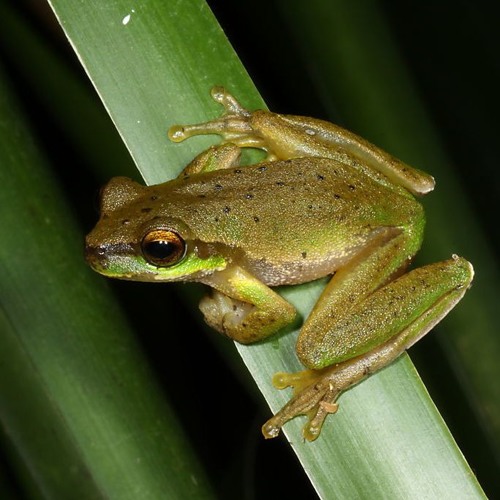 Stream Litoria Pearsoniana: Cascade Tree Frog by Big Scrub Sounds ...