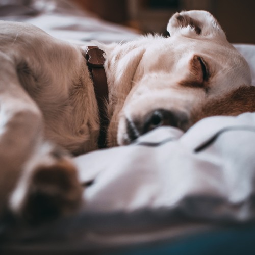 Stream episode Episode 66: The Importance of Sleep with Dr. Jason ... Stream episode Episode 66: The Importance of Sleep with Dr. Jason ...